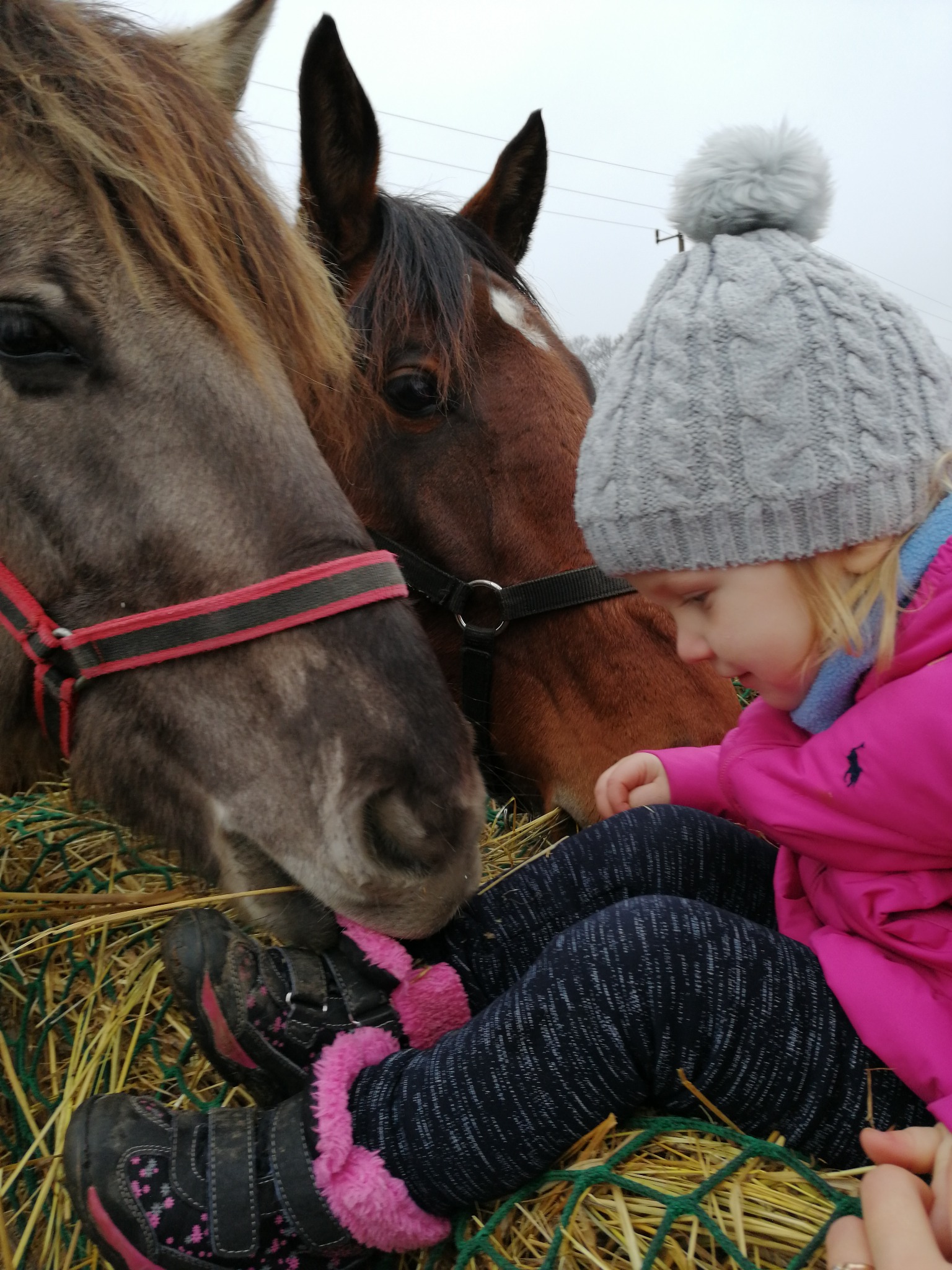 Stajnia Młyn Zamkowy, Dąbrówno - Opinie, Kontakt